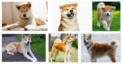 6 Razas de Perros Japoneses Grandes y Pequeños - ZOCOPET